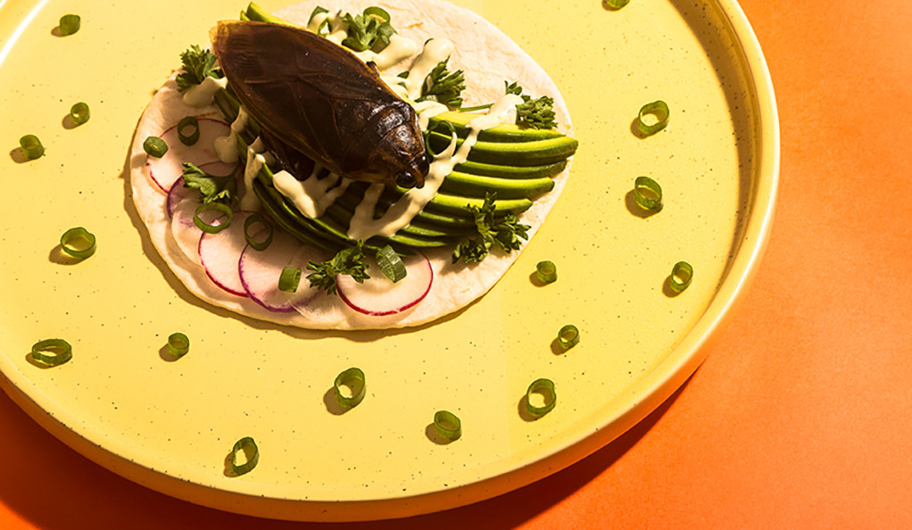 Bug love: Alumna Aly Moore is getting more people to eat insects | Yale ...